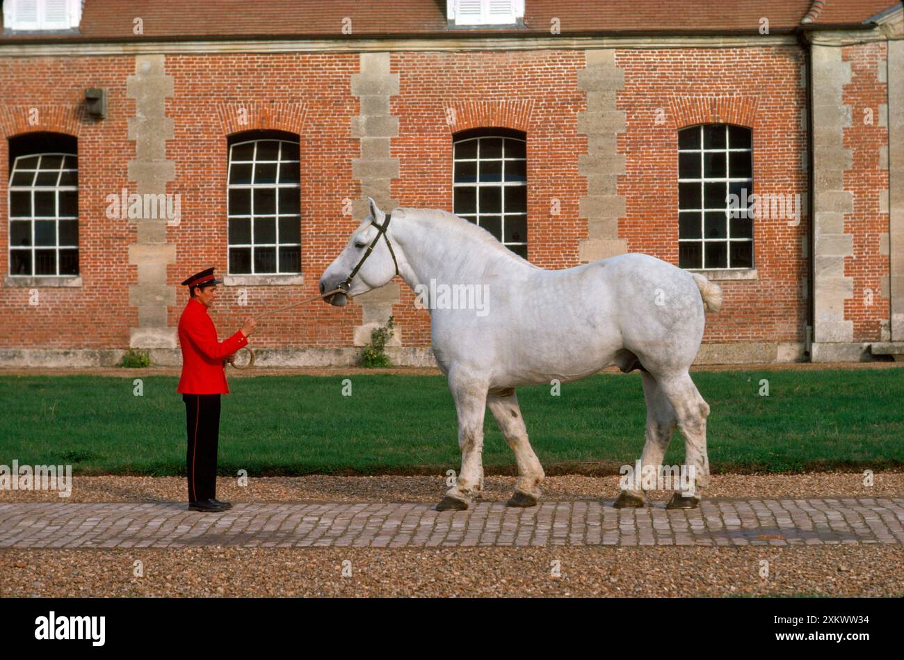 Heavy horse breeds hi-res stock photography and images - Alamy