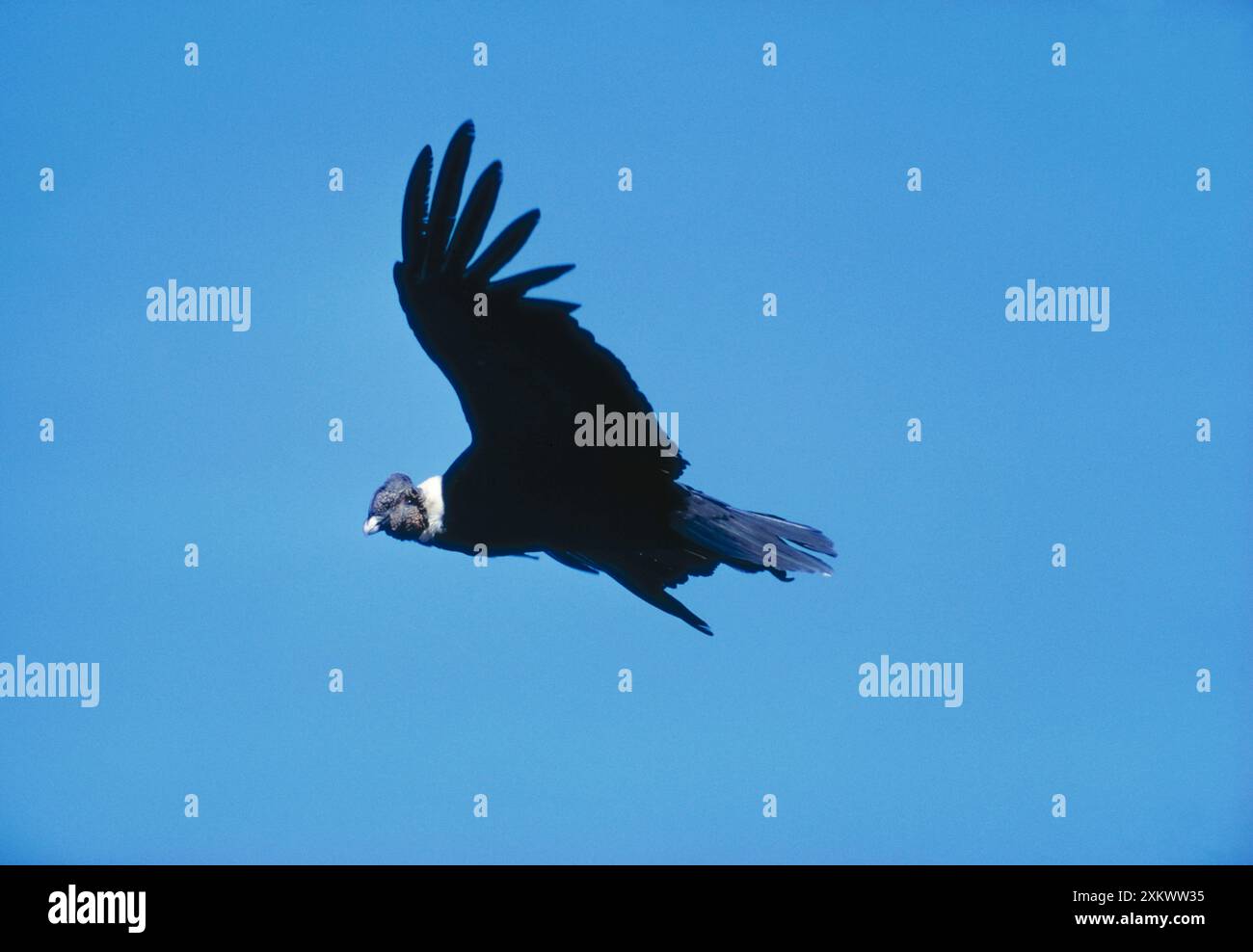 ANDEAN CONDOR - in flight Stock Photo - Alamy