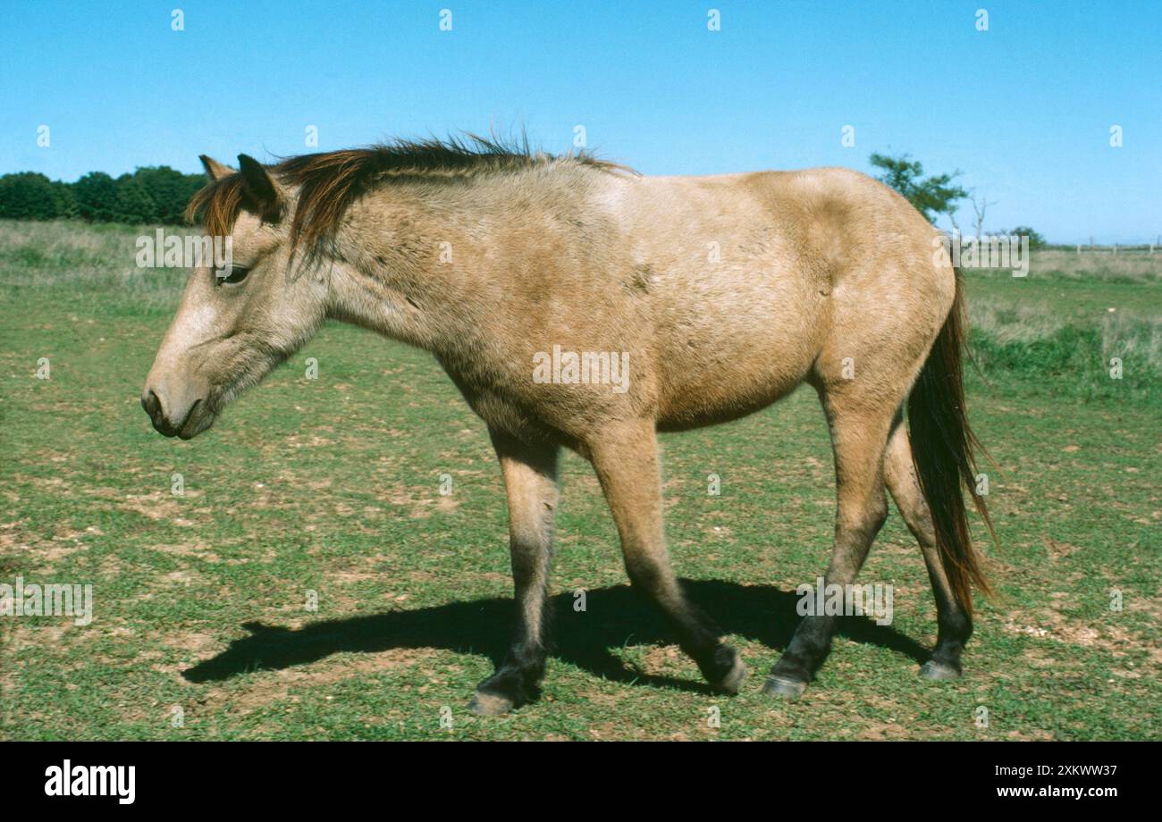 Horse - Mongolian Pony Stock Photo - Alamy