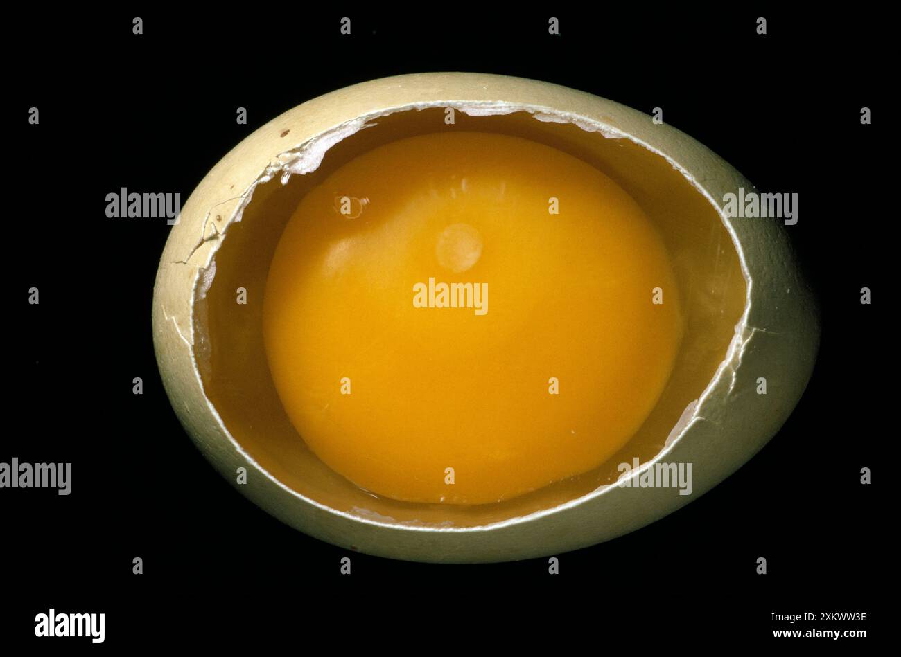 Domestic Chicken Egg - showing germinal disc Stock Photo - Alamy