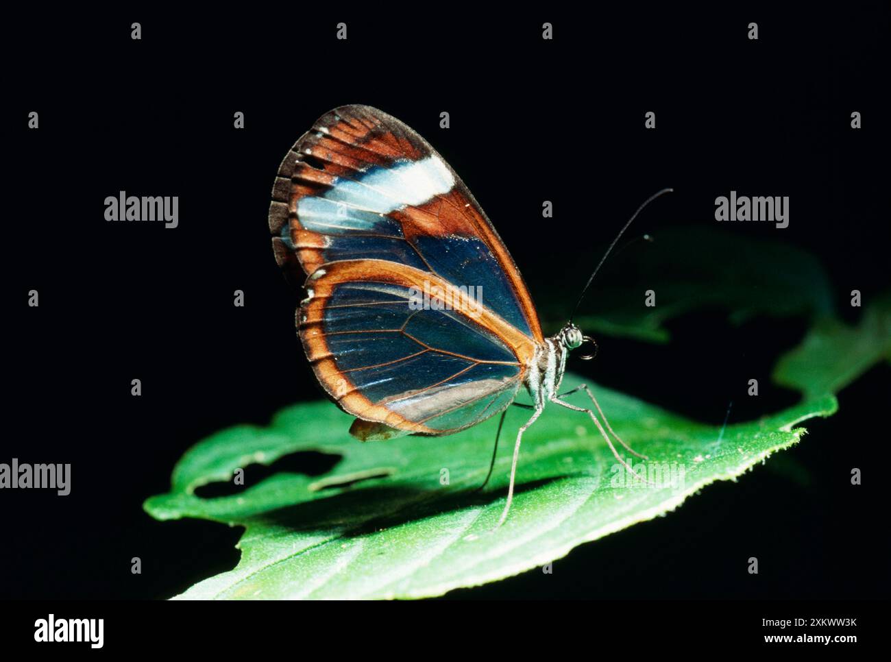 Glass Wing Butterfly Stock Photo - Alamy