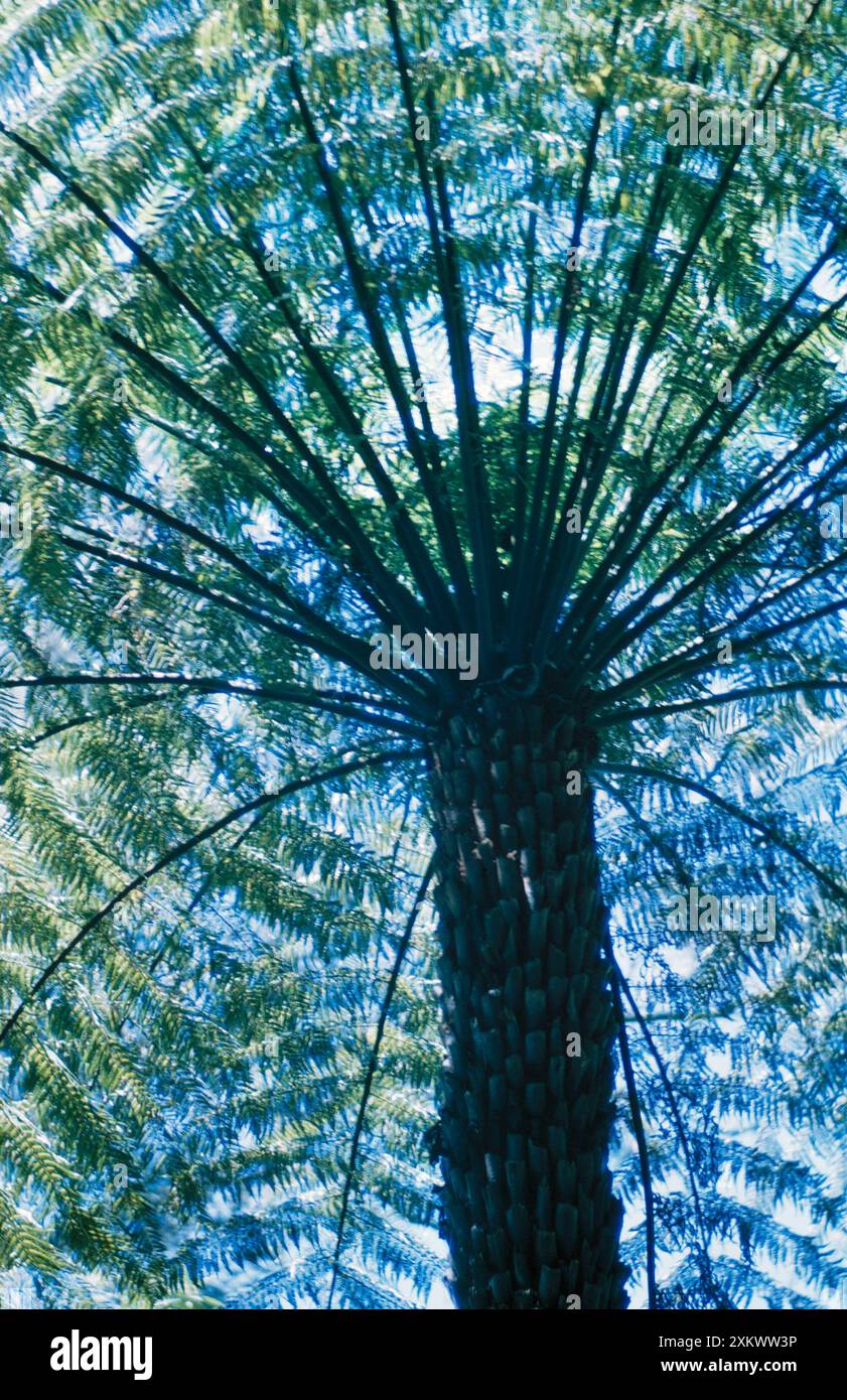 ROUGH TREE FERN, viewed from below Stock Photo - Alamy