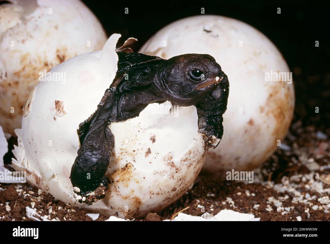 Galapagos Giant TORTOISE - hatching Stock Photo - Alamy