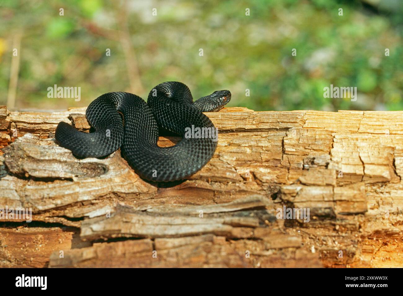 European / Common ADDER - black Stock Photo - Alamy