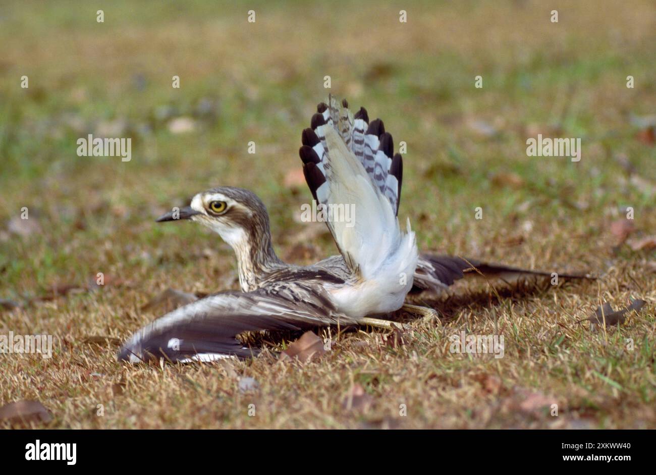 Injury distraction display hi-res stock photography and images - Alamy