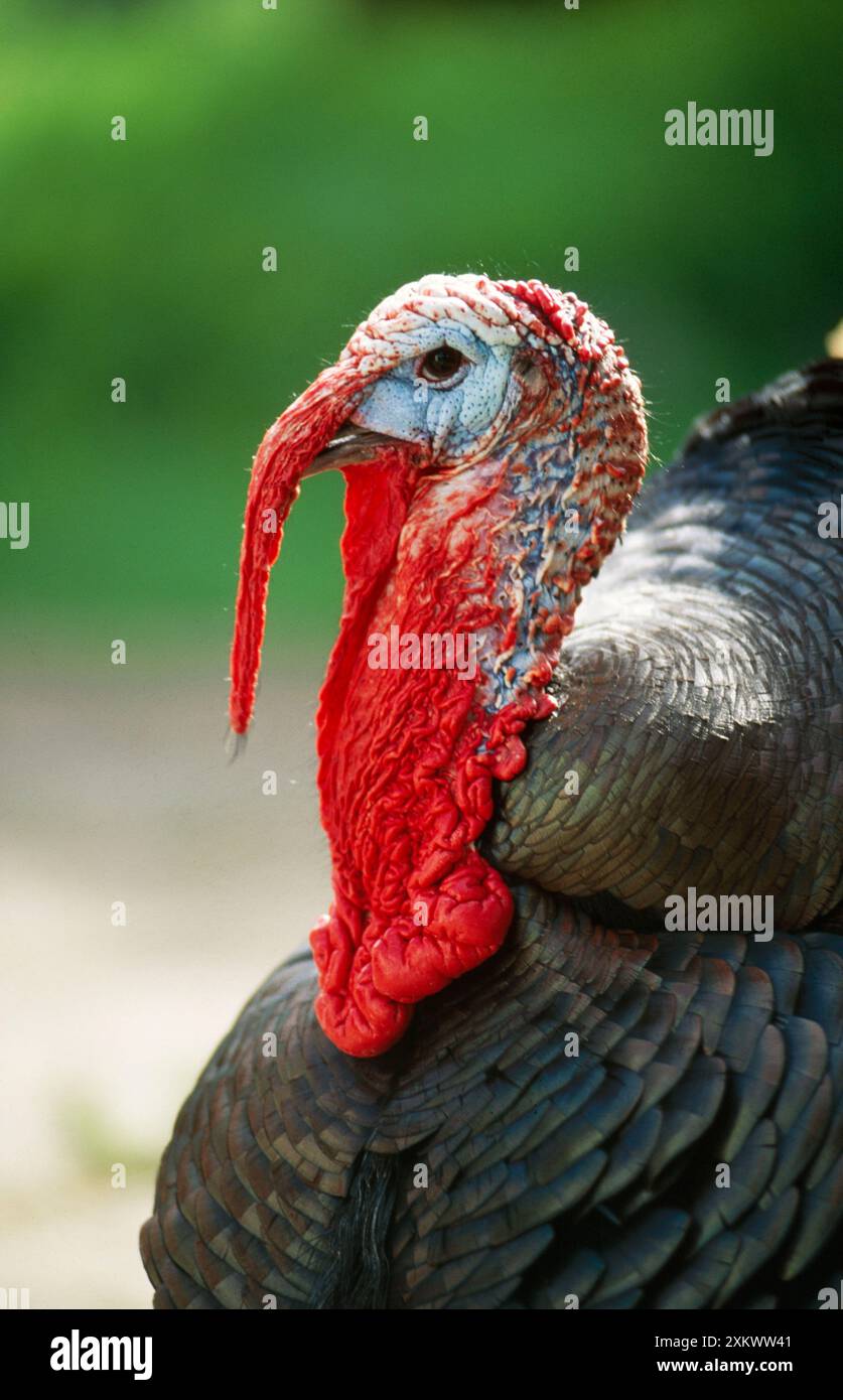 Domestic animals nose hi-res stock photography and images - Alamy