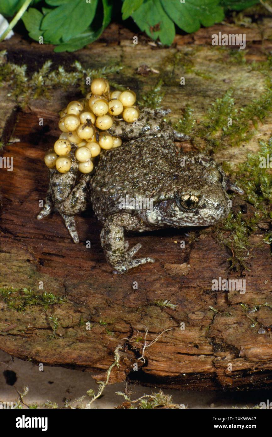 Midwife Toad - with eggs Stock Photo - Alamy