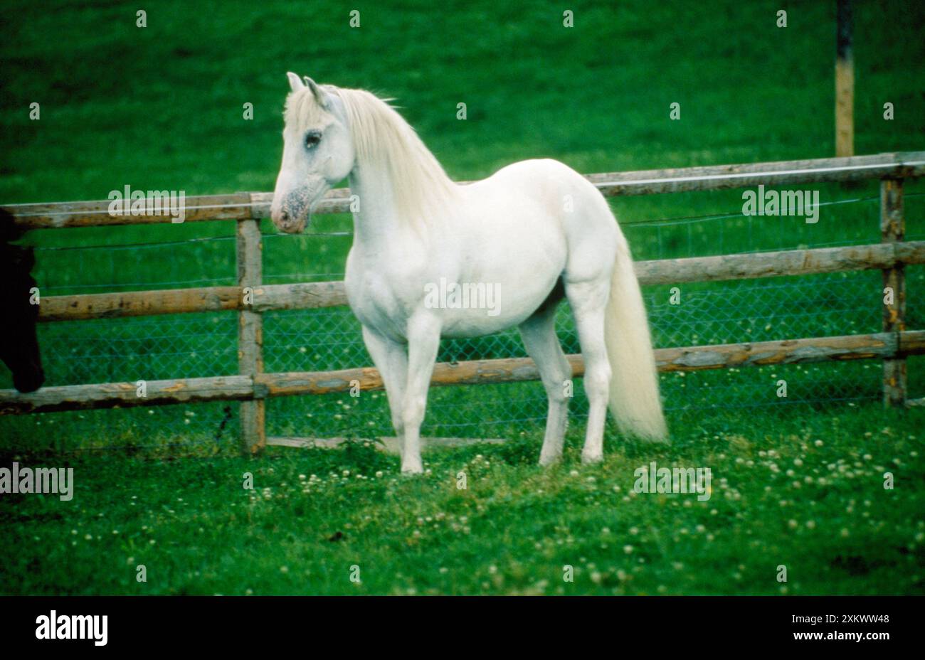 Lipizzaner HORSE - in field Stock Photo - Alamy