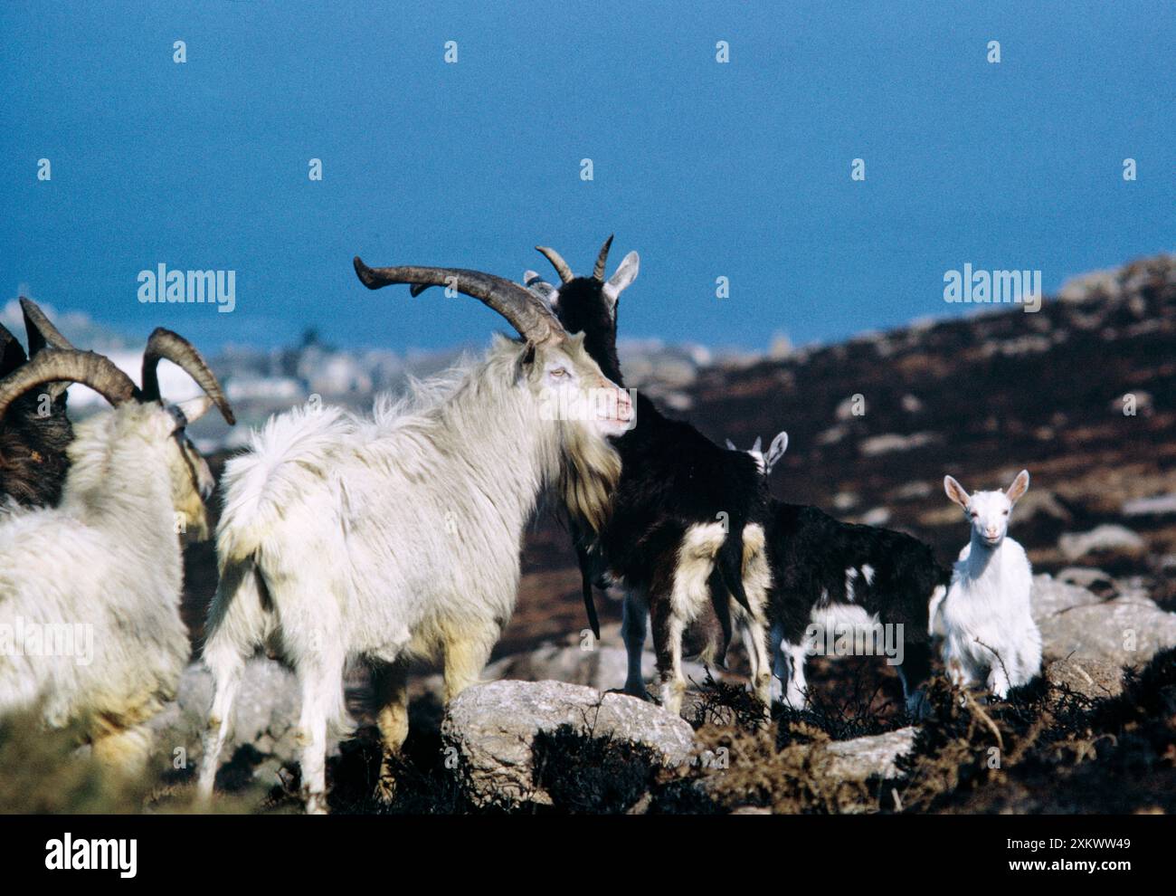 Feral animals hi-res stock photography and images - Alamy