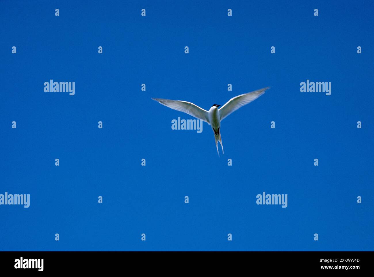 Roseate terns hi-res stock photography and images - Alamy