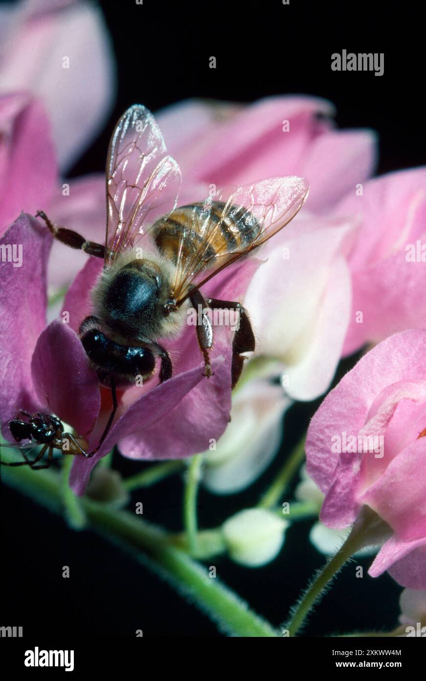 Africanized bee hi-res stock photography and images - Alamy