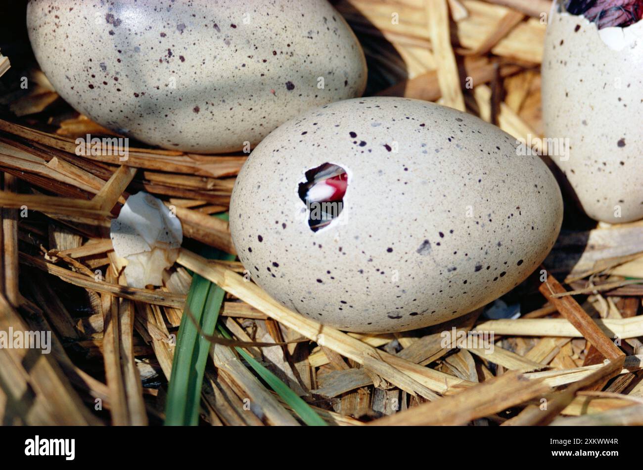 Black COOT - chick hatching from egg, sequence available Stock Photo ...