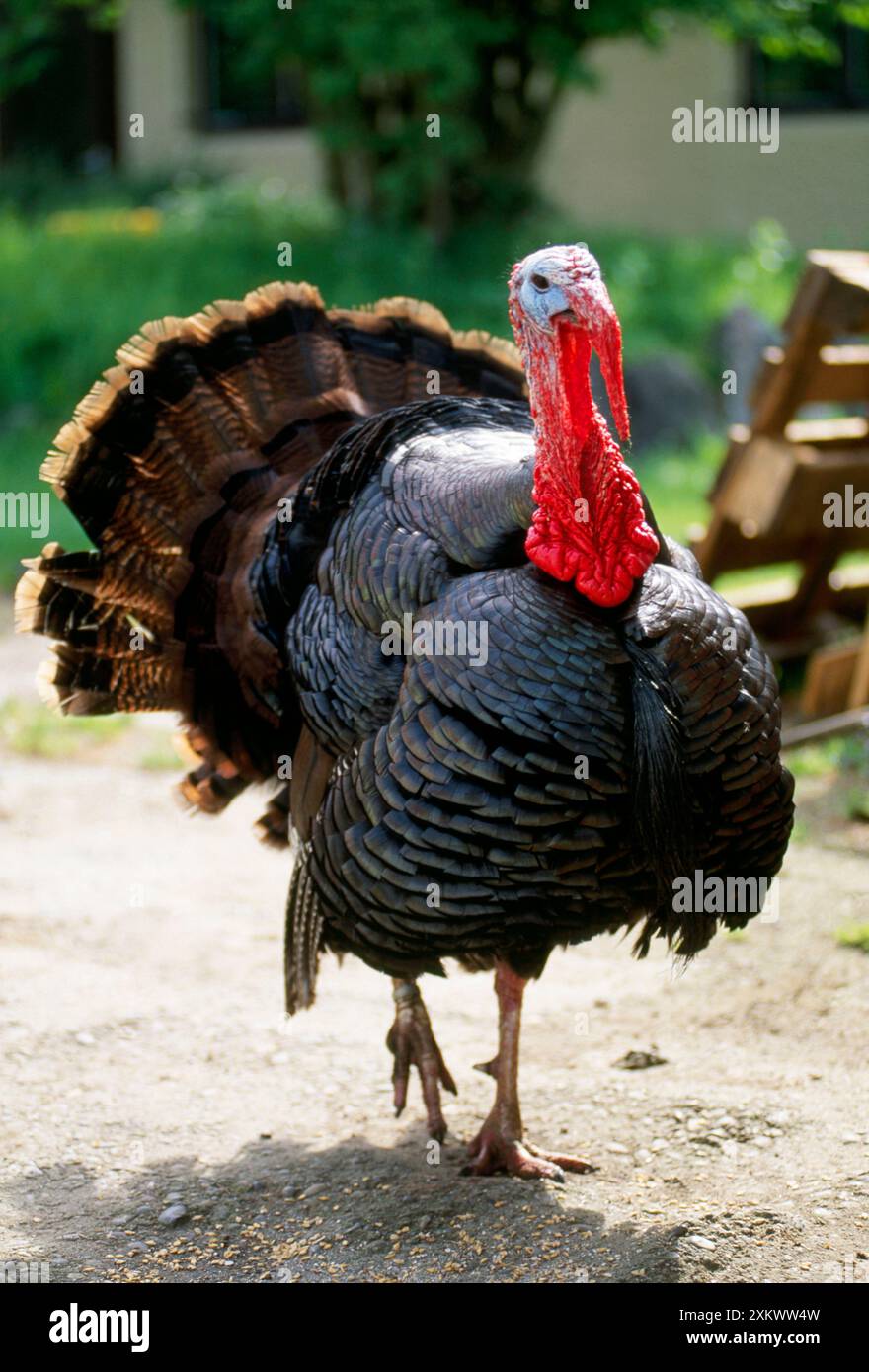 Bronze coloured plumage hi-res stock photography and images - Alamy