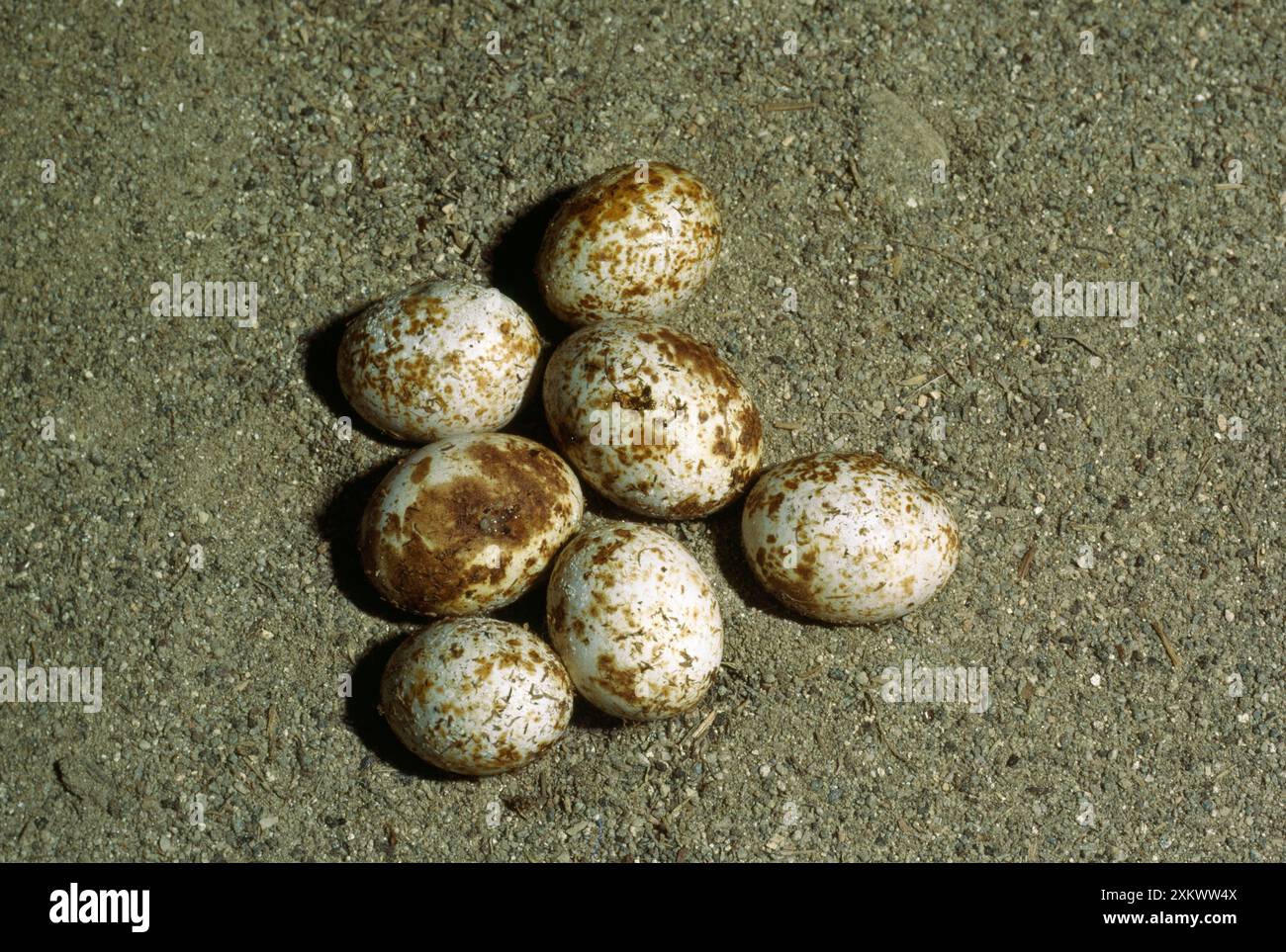 Emerald Lizard Eggs - hatching Stock Photo - Alamy