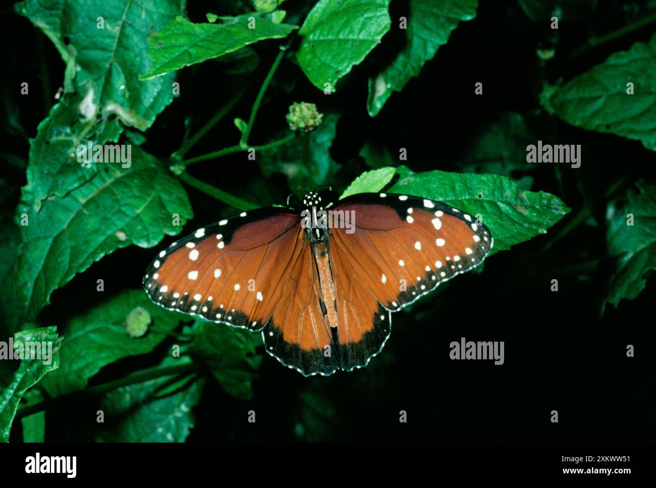 Butterfly animals hi-res stock photography and images - Alamy