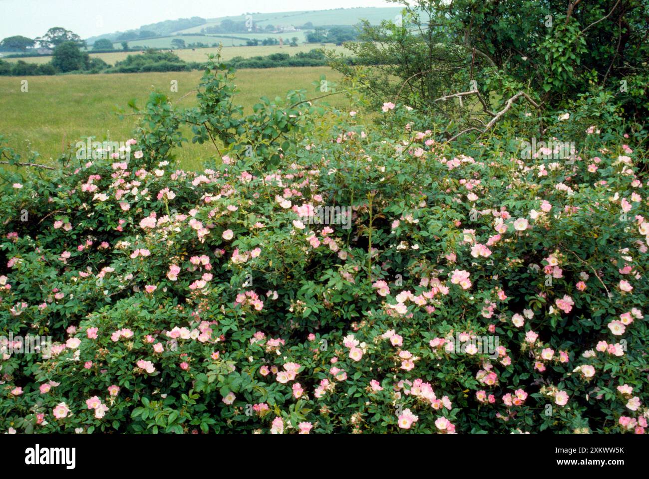 Dog Rose - profusion in hedge Stock Photo - Alamy