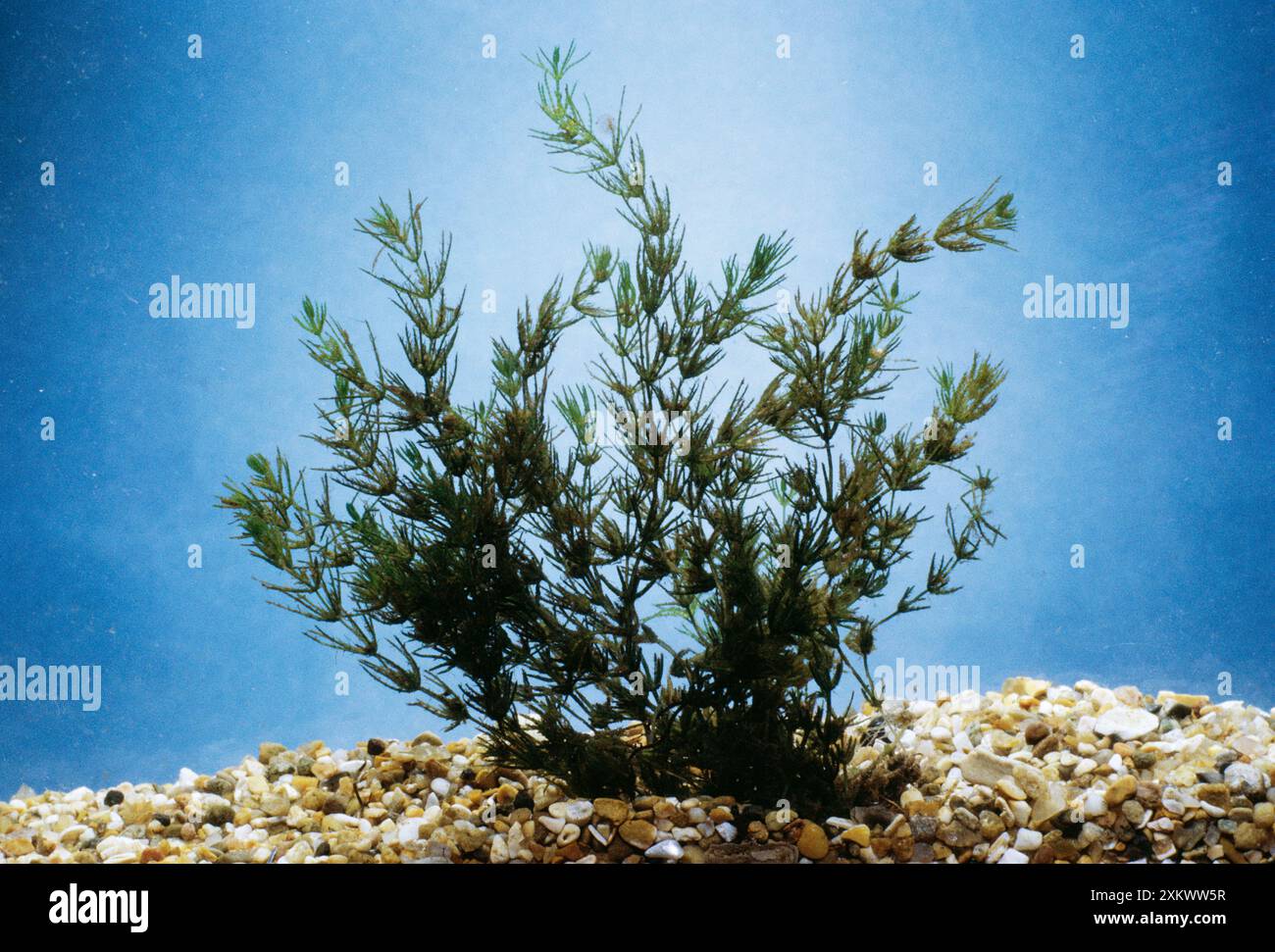 Stonewort hi-res stock photography and images - Alamy