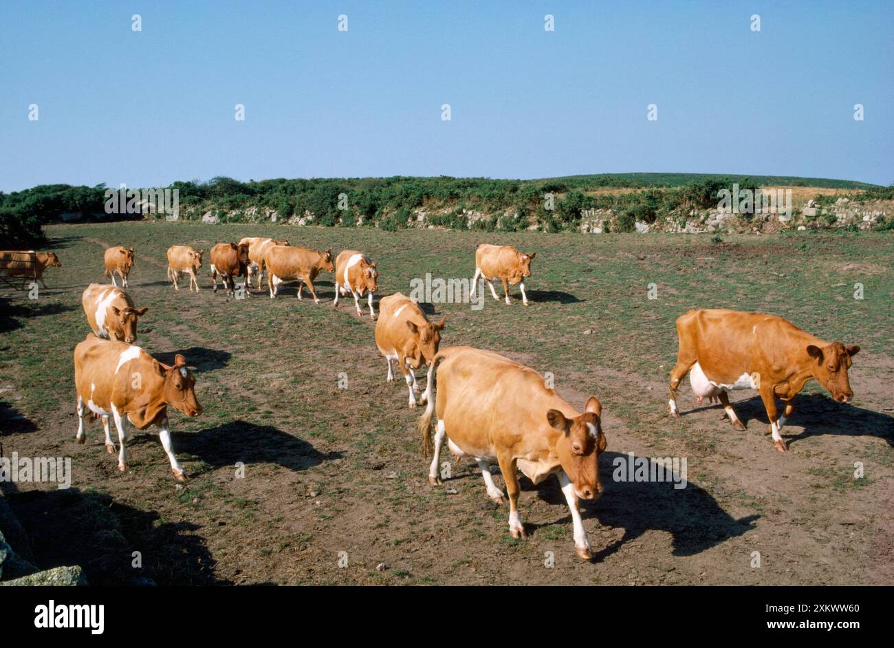 Cattle - Guernsey Cows Stock Photo - Alamy