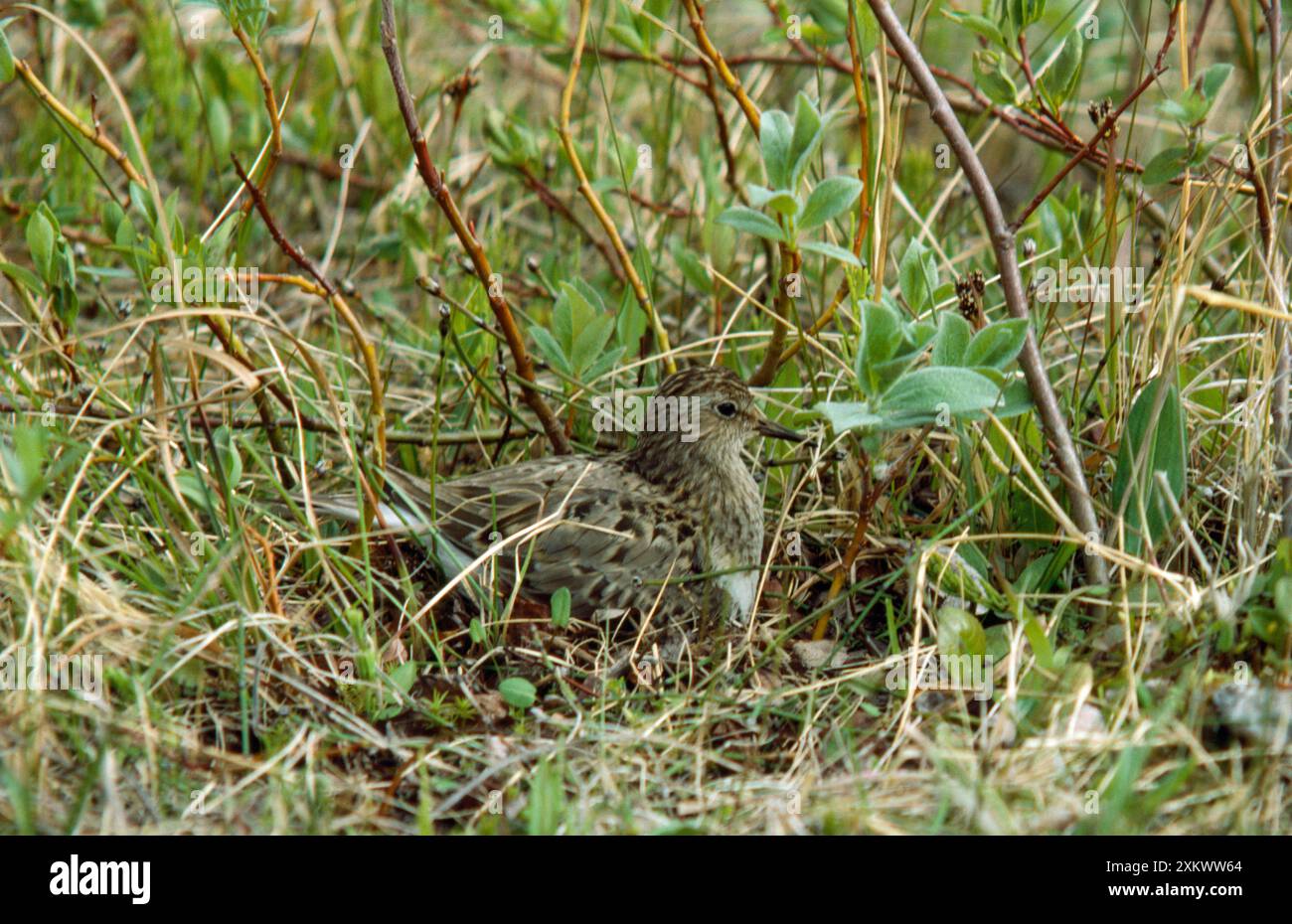 S stint hi-res stock photography and images - Alamy