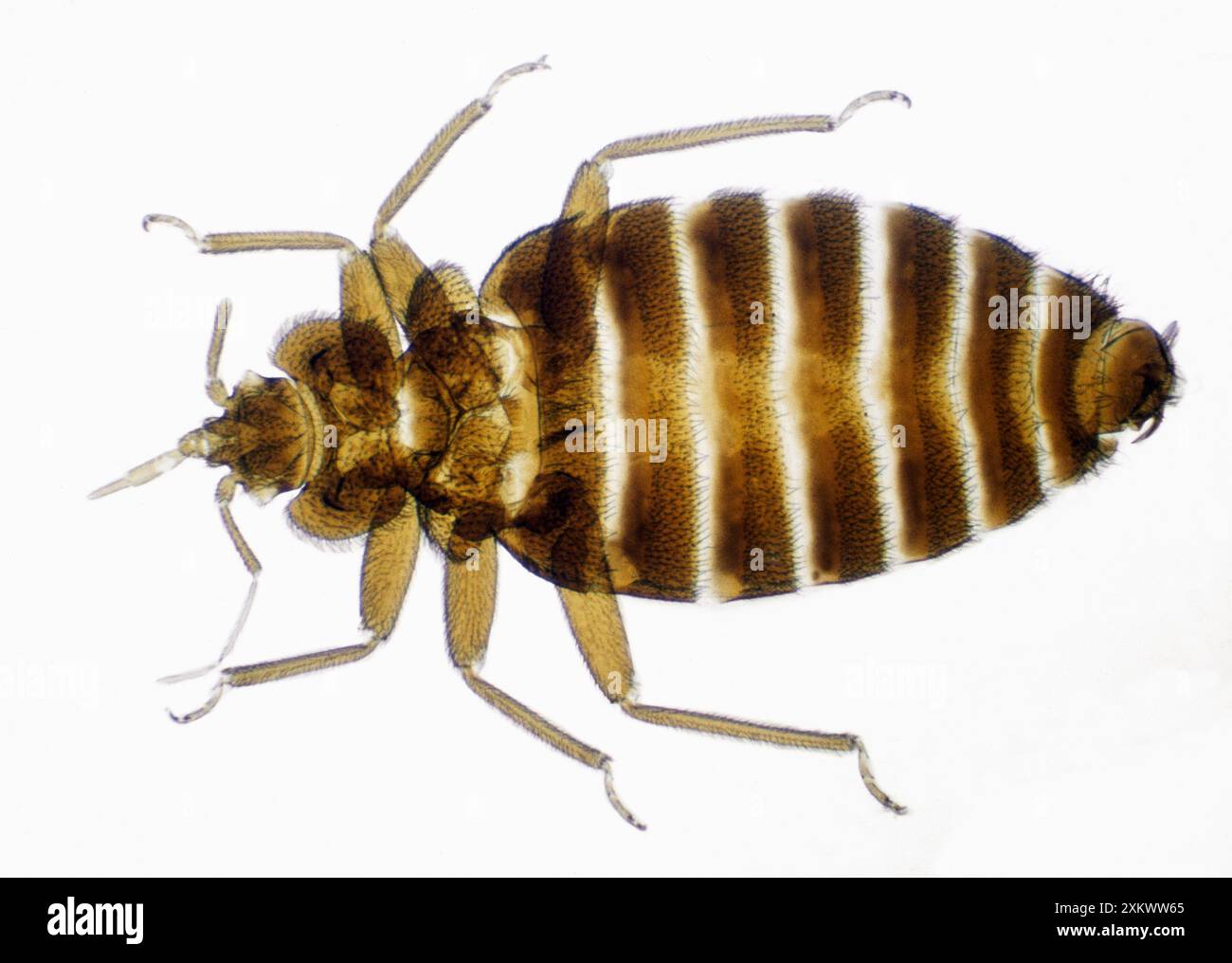 Bed Bug - male; x 3 magnification Stock Photo - Alamy