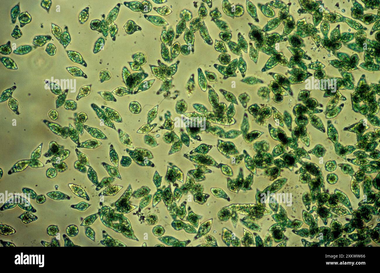Protozoa hi-res stock photography and images - Alamy