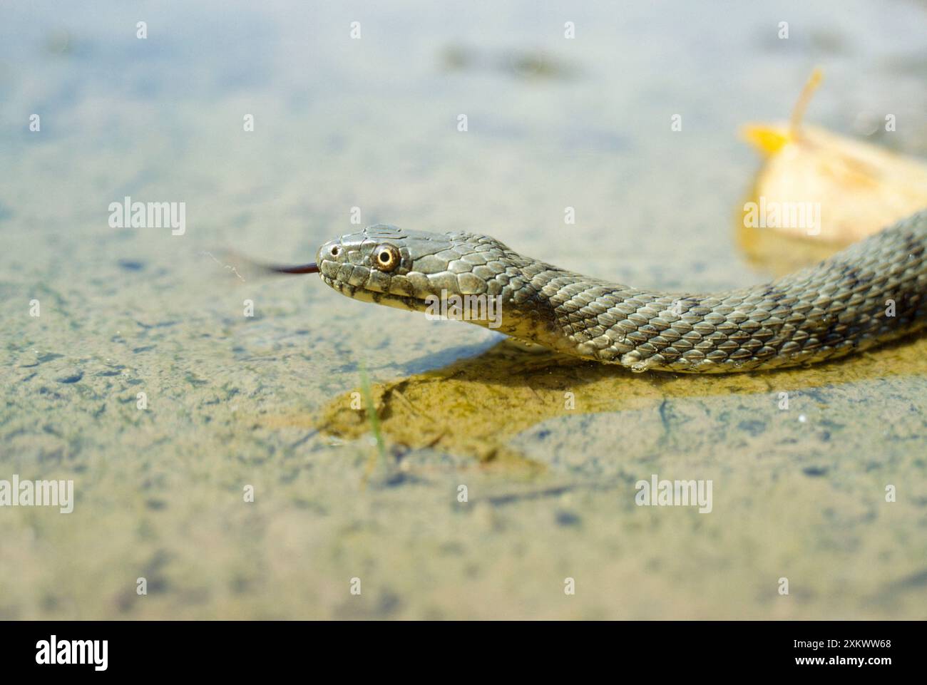 Wildlife snake close up hi-res stock photography and images - Alamy