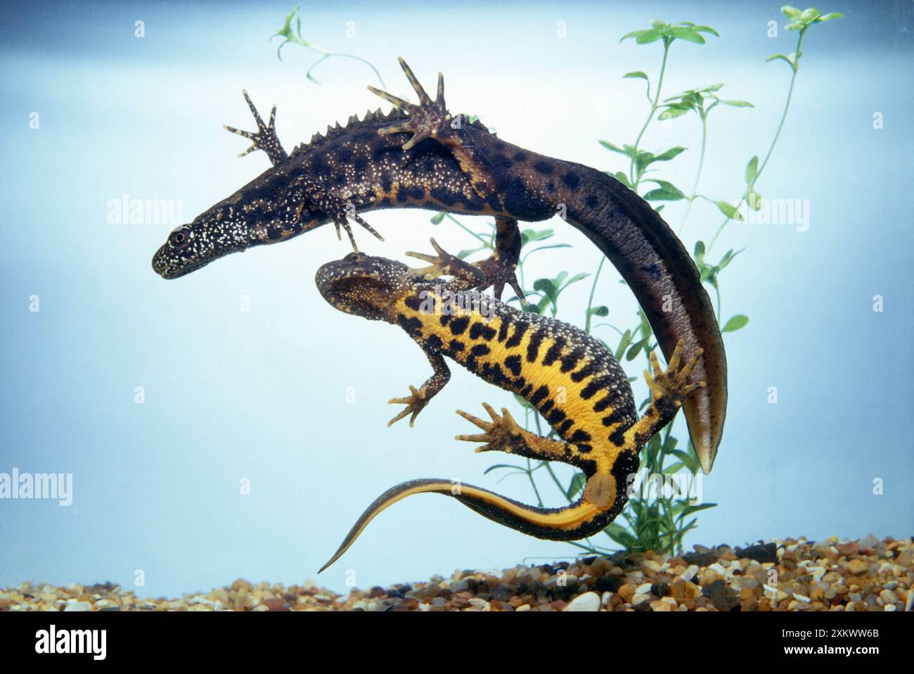 Great-Crested Newt - male & female Stock Photo - Alamy