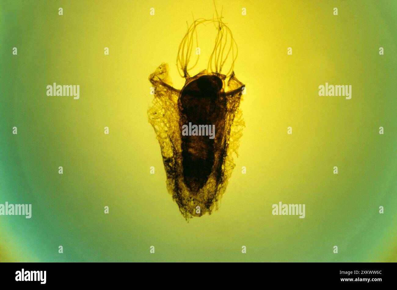 Pupa of Black Fly Stock Photo - Alamy