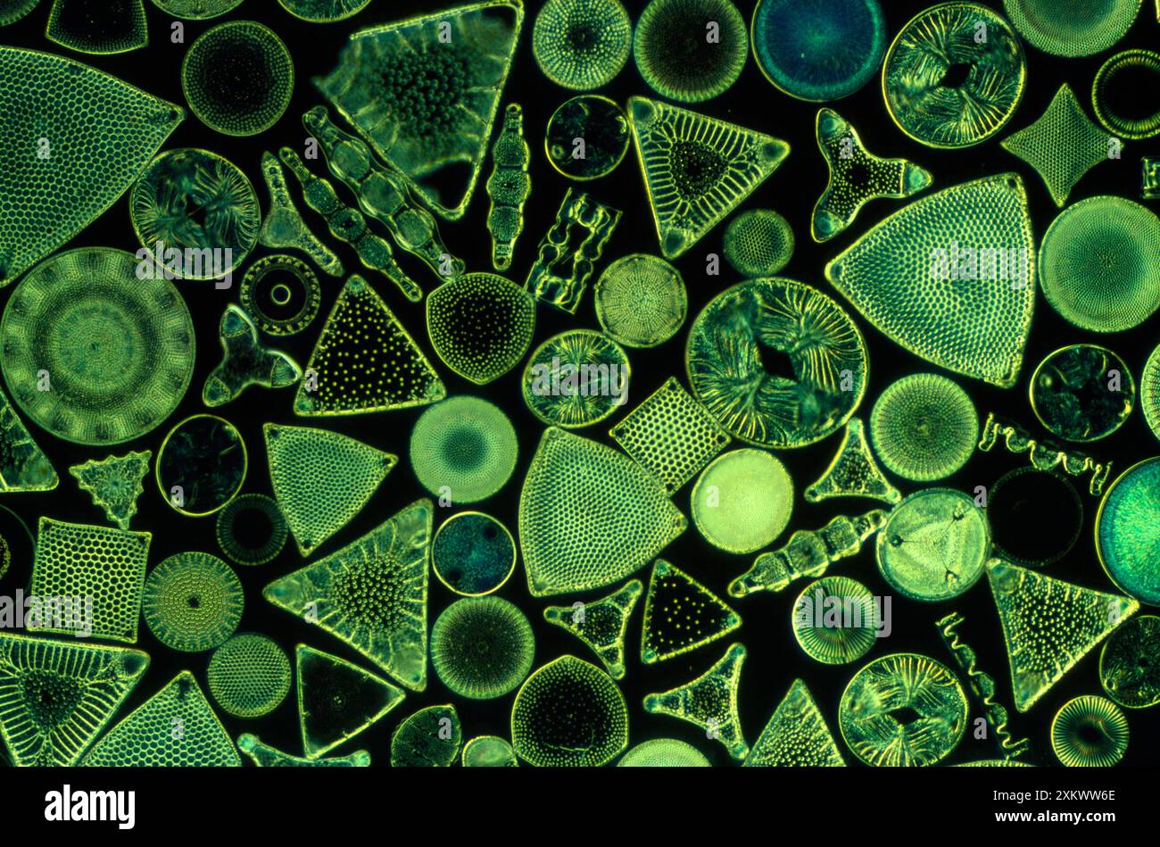 Diatoms hi-res stock photography and images - Alamy