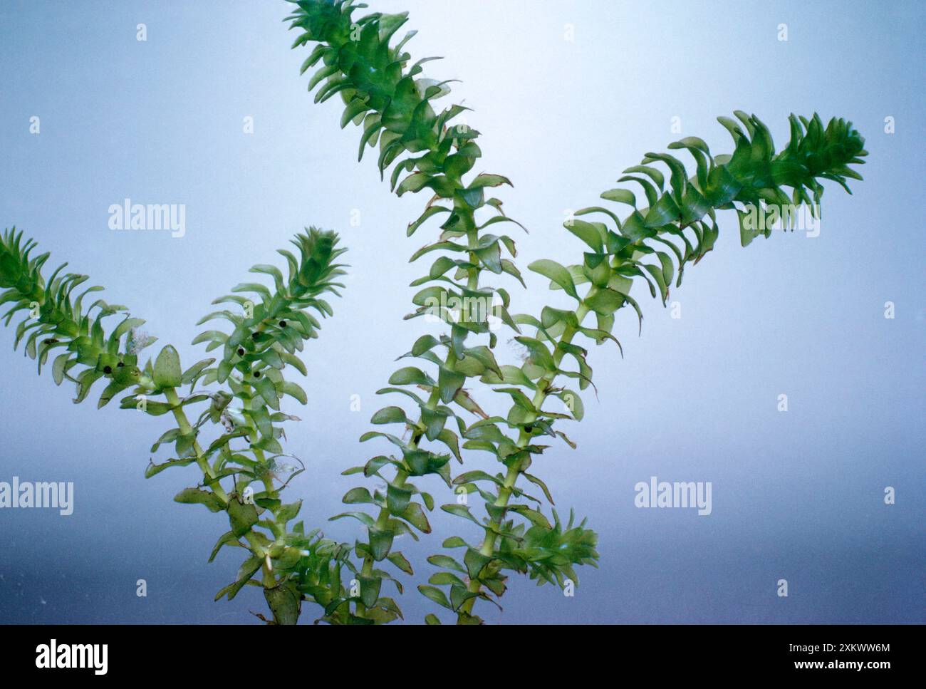 Canadian pondweed elodea canadensis hi-res stock photography and images - Alamy