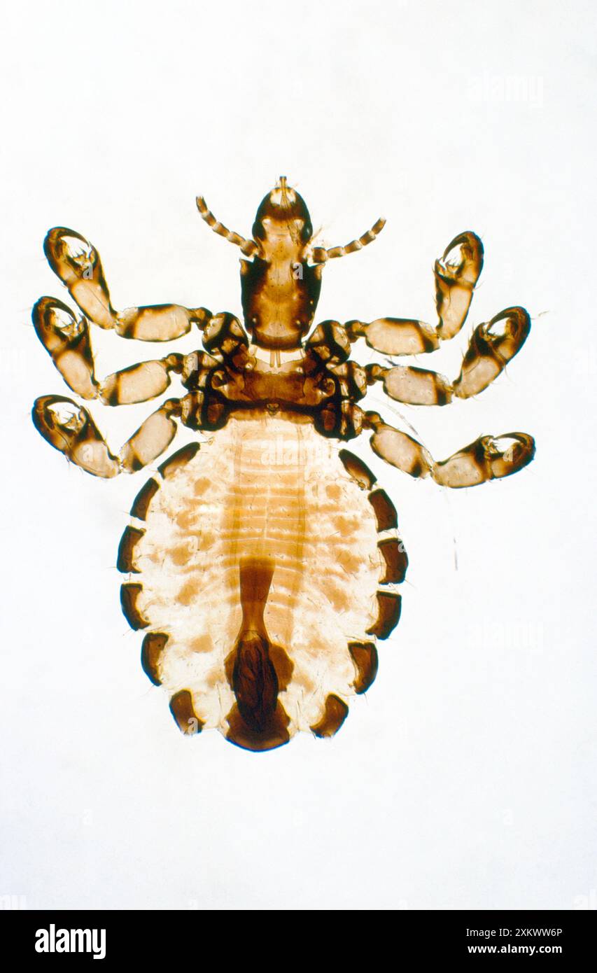 Pig louse hi-res stock photography and images - Alamy