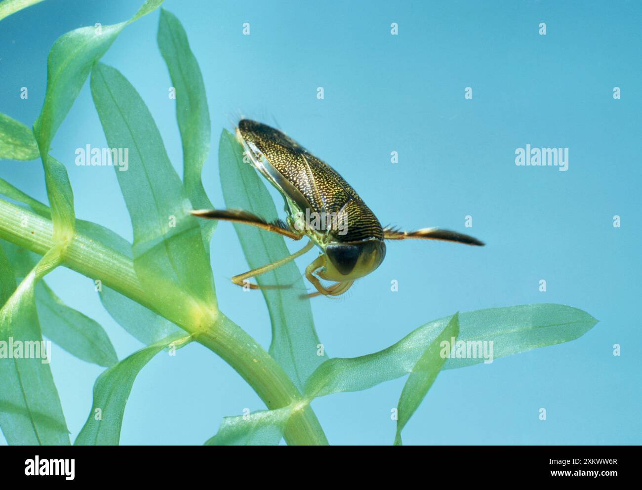Lesser Water Boatman / Backswimmer Stock Photo - Alamy