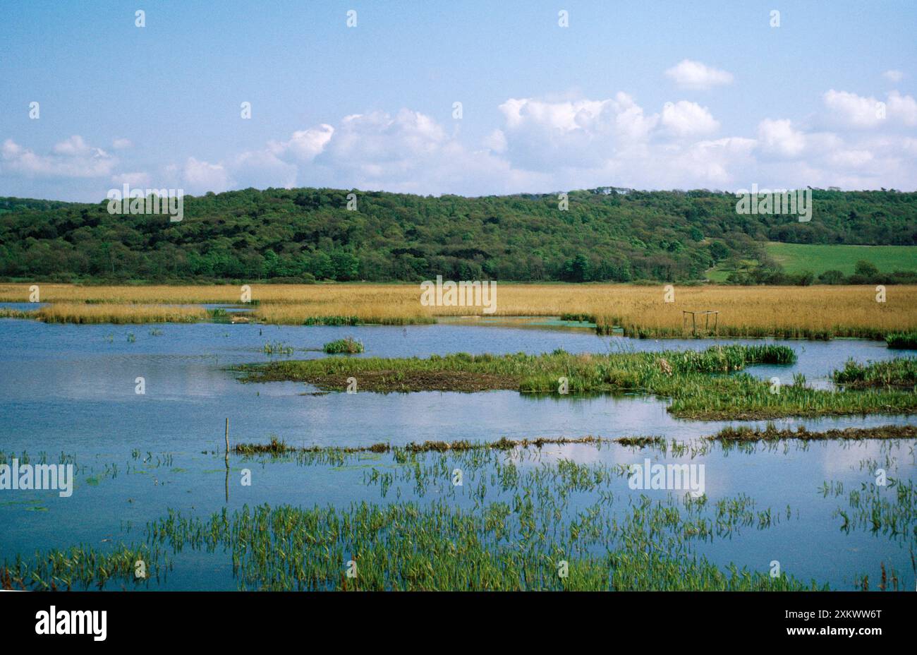 Leighton Moss Nature Reserve (RSPB Stock Photo - Alamy