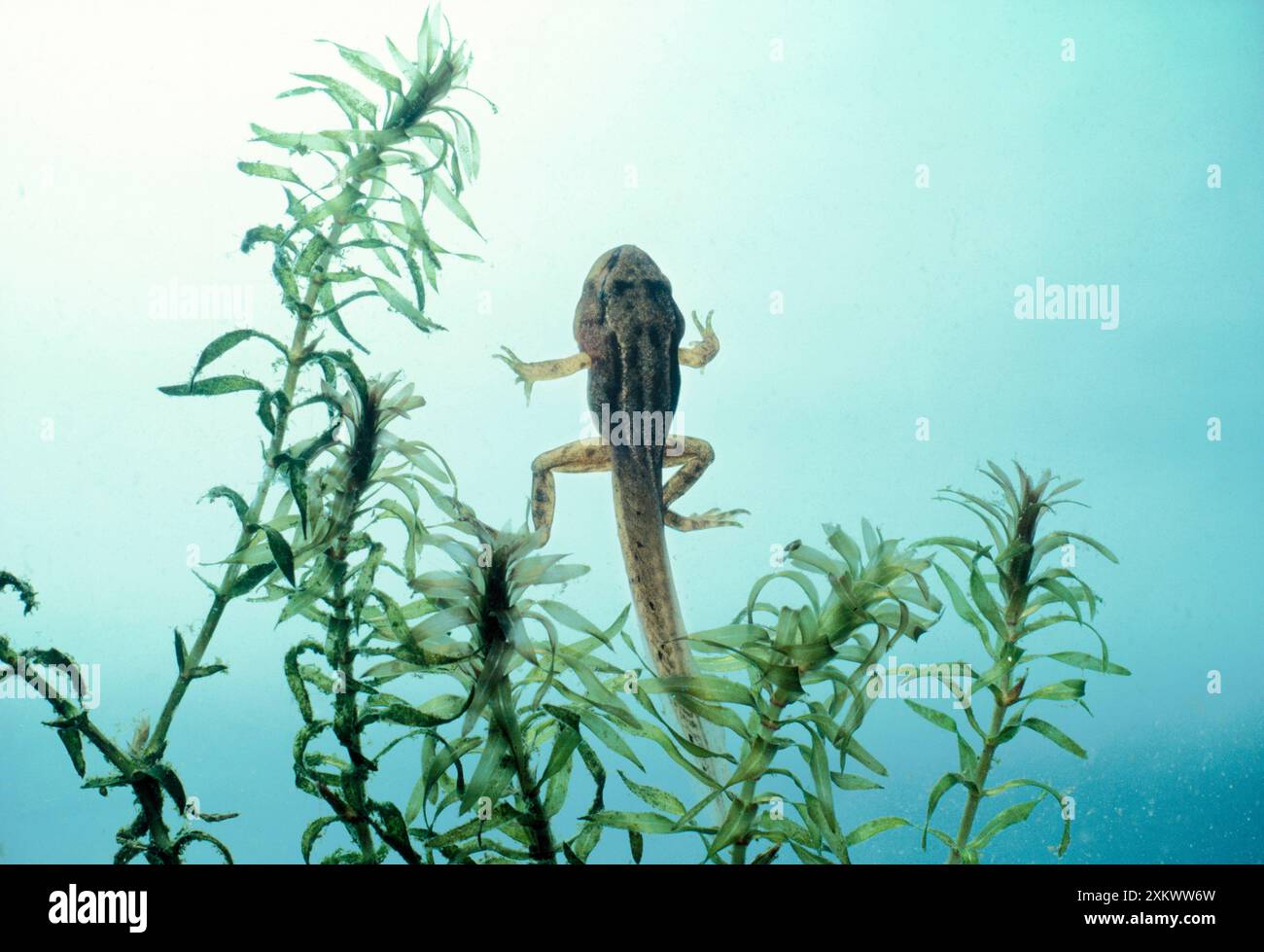 Common FROG - Tadpole with all legs developed Stock Photo - Alamy