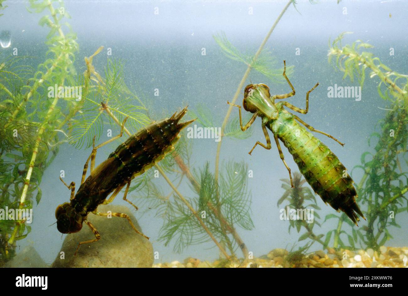 Dragonfly - Nymphs Stock Photo - Alamy