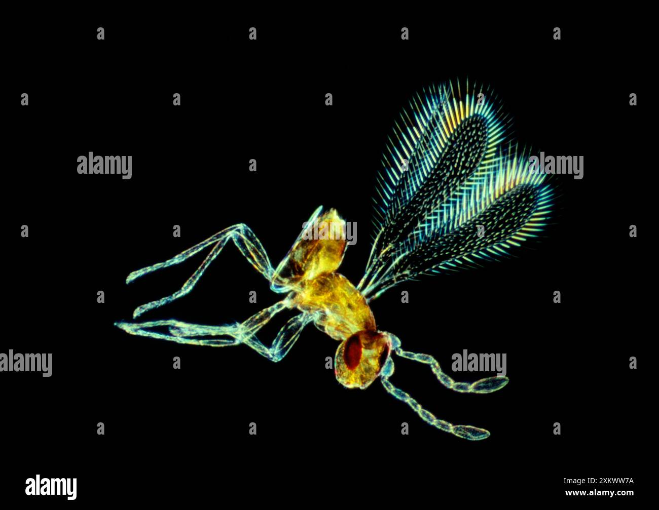 20 animals hi-res stock photography and images - Alamy