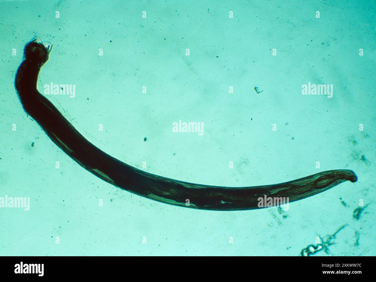 Hookworms hi-res stock photography and images - Alamy