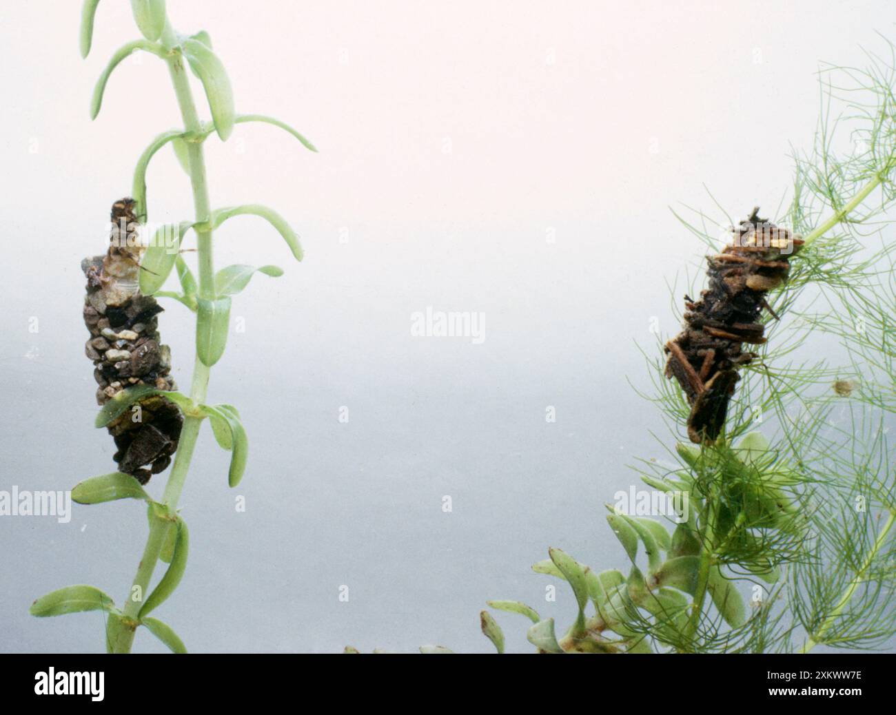 CADDIS FLY LARVAE Stock Photo - Alamy