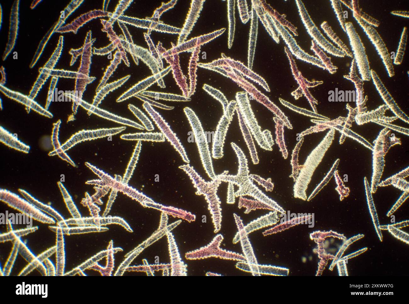 Sponge Spicules - microscopic, x4 magnification Stock Photo - Alamy