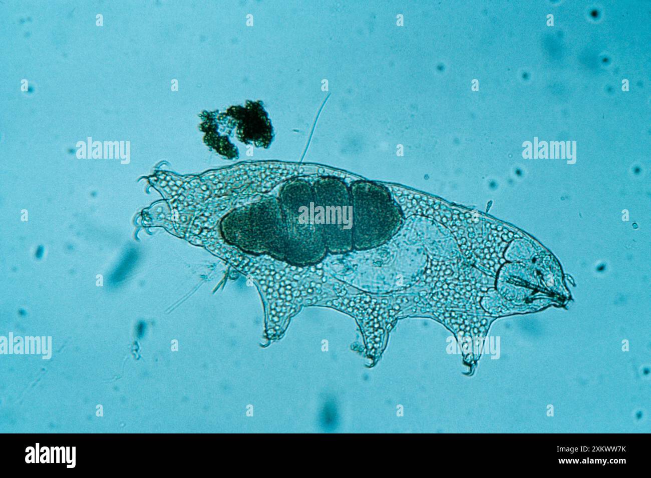 Freshwater TARDIGRADE - Water Bear / Tardigrada Stock Photo - Alamy