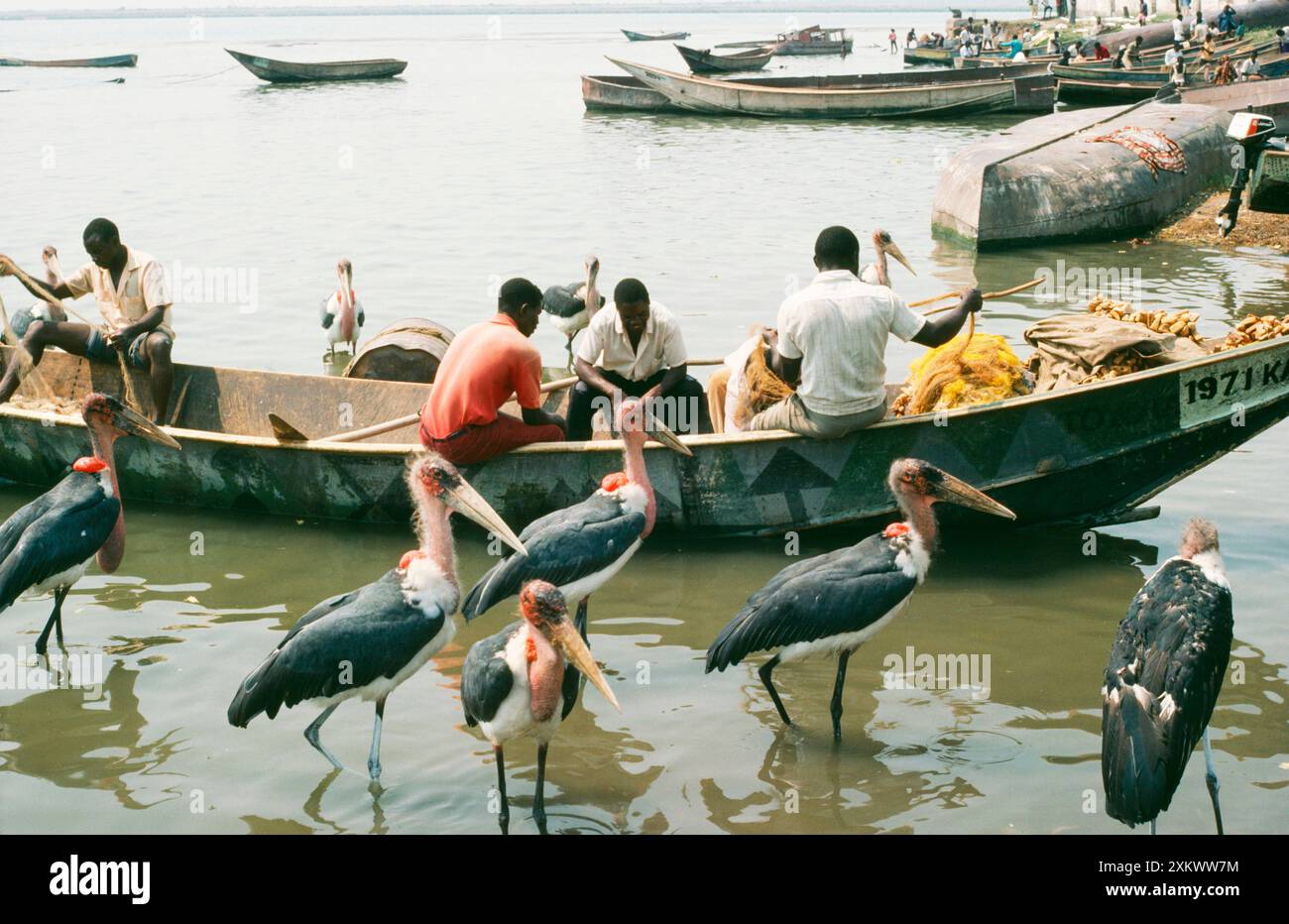 Marabou STORKS - by fishing boat Stock Photo - Alamy