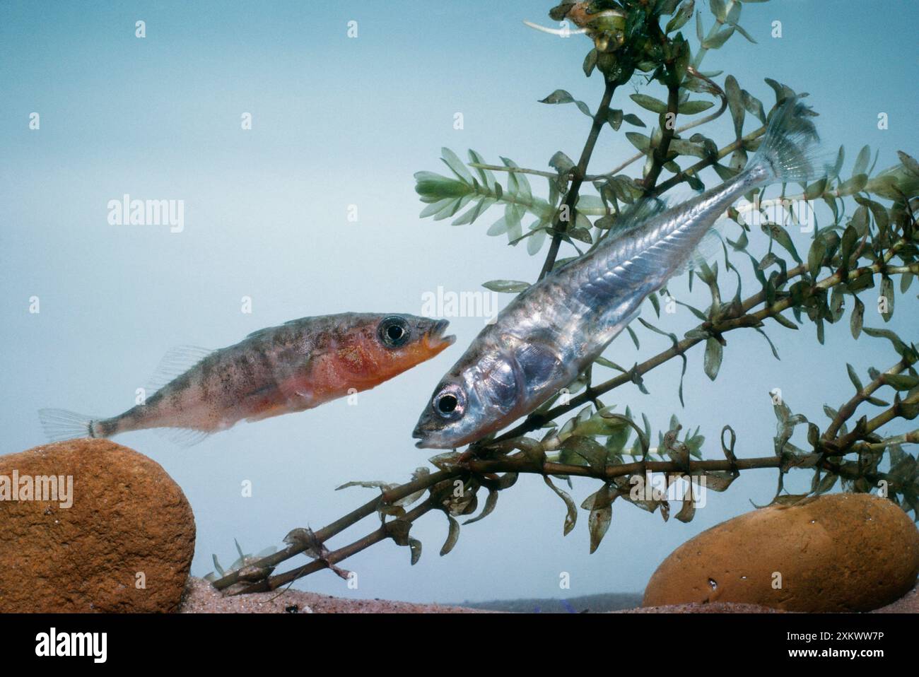 Male three spined stickleback hi-res stock photography and images - Alamy