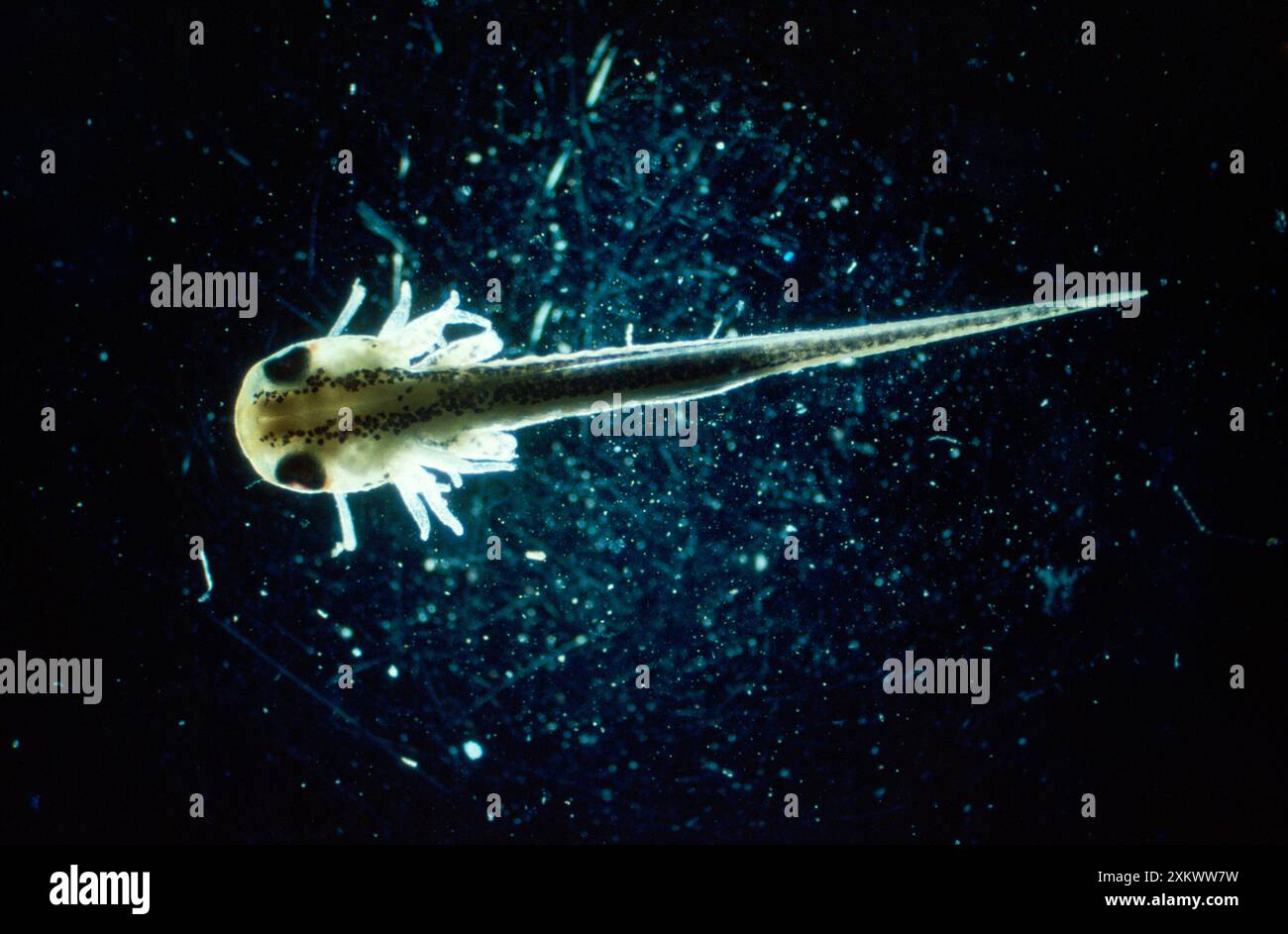 Baby newt hi-res stock photography and images - Alamy