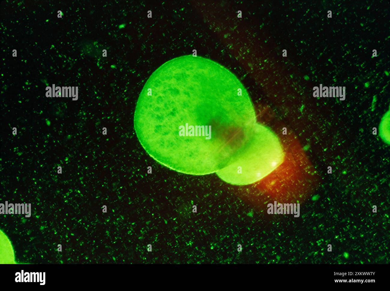 Rootless plant hi-res stock photography and images - Alamy