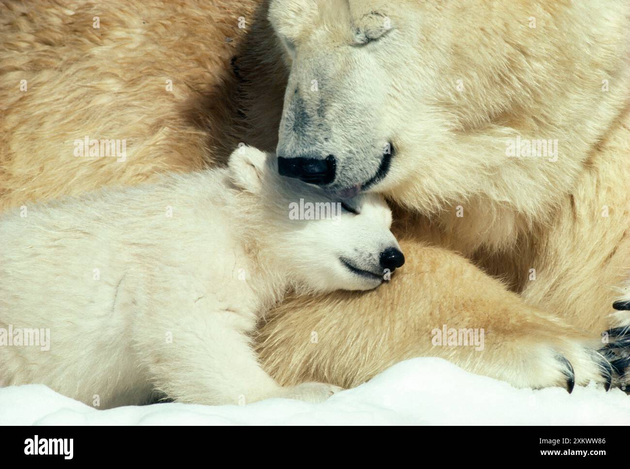 Adult two cubs sleeping together hi-res stock photography and images ...