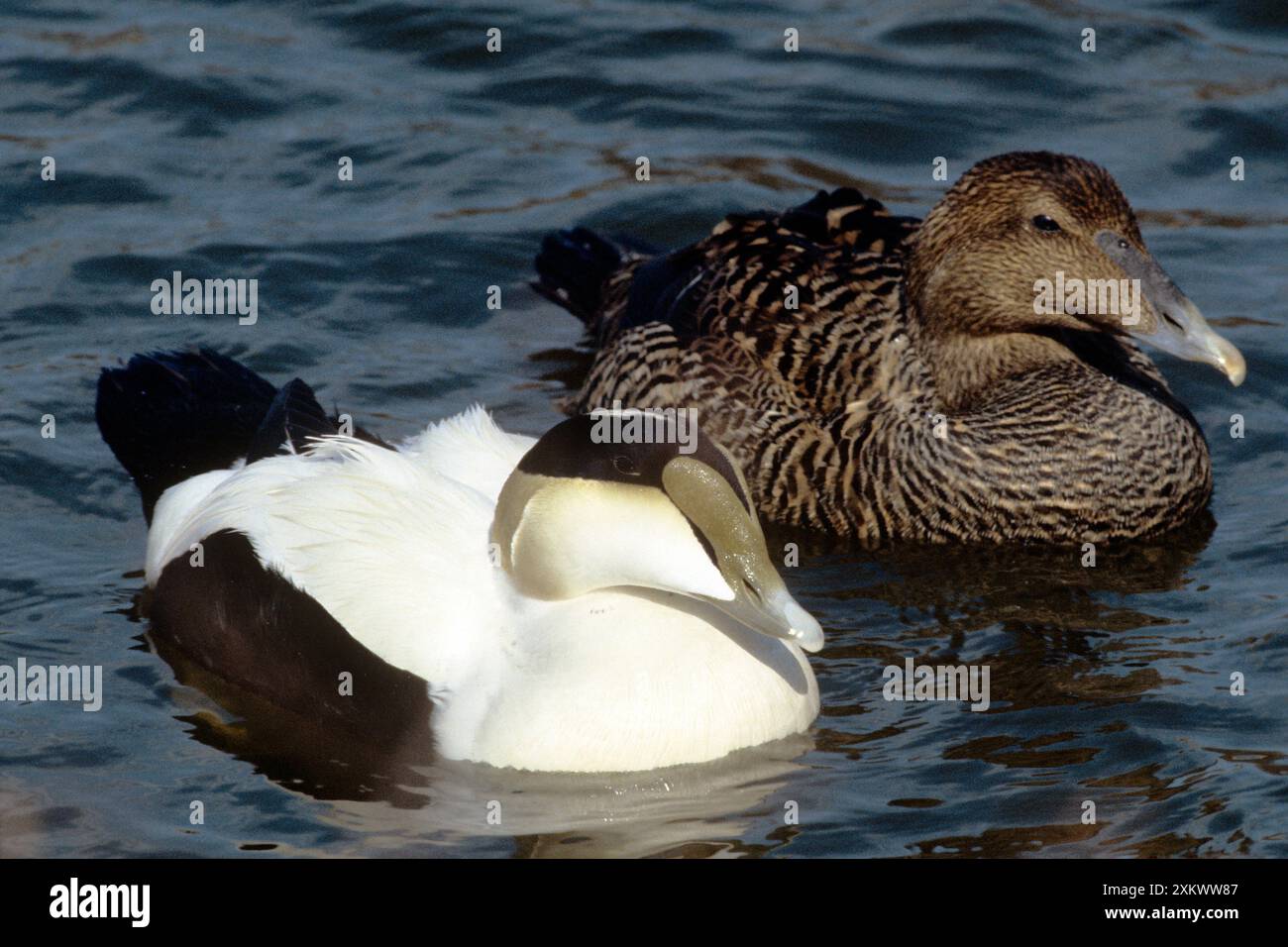 Female male animals hi-res stock photography and images - Alamy