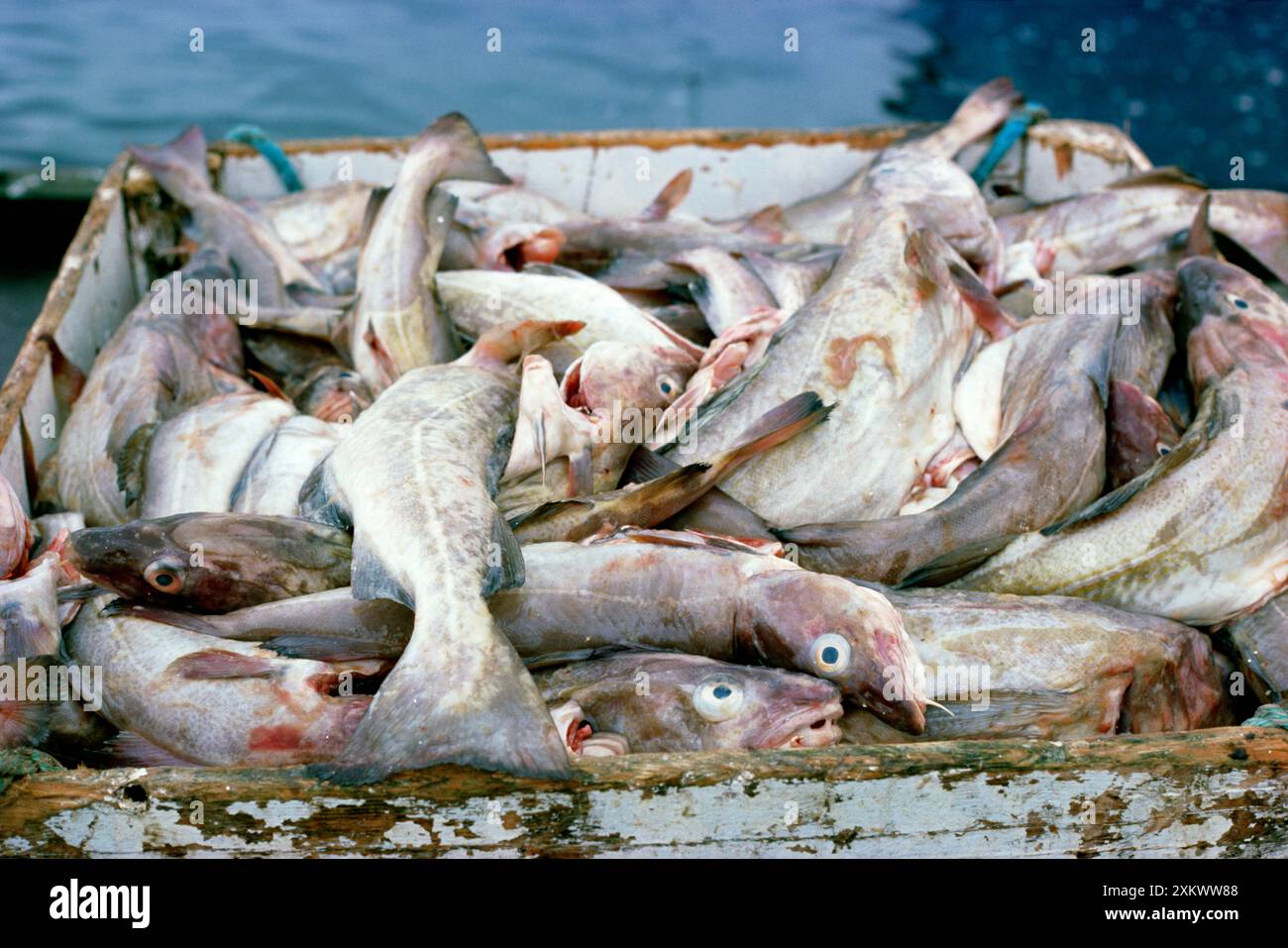 Atlantic Cod - crate full of fish Stock Photo - Alamy
