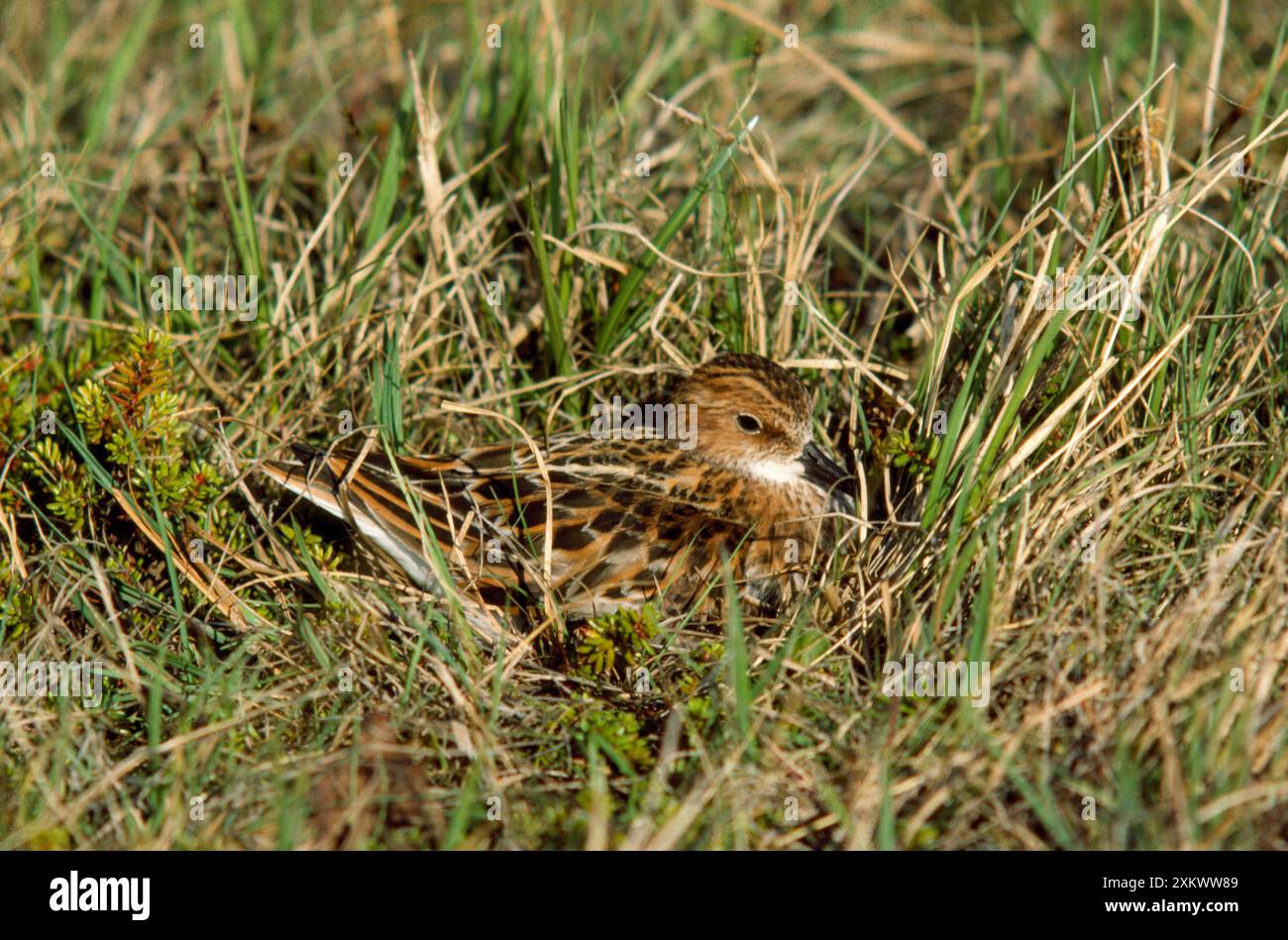LITTLE STINT - IN GRASS Stock Photo - Alamy