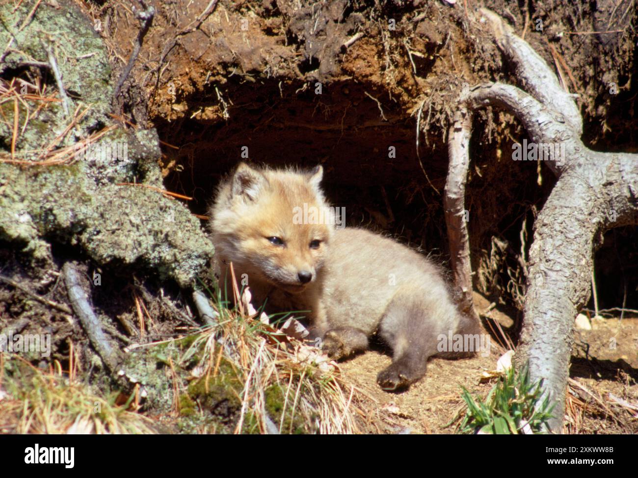 Cub outside den hi-res stock photography and images - Alamy