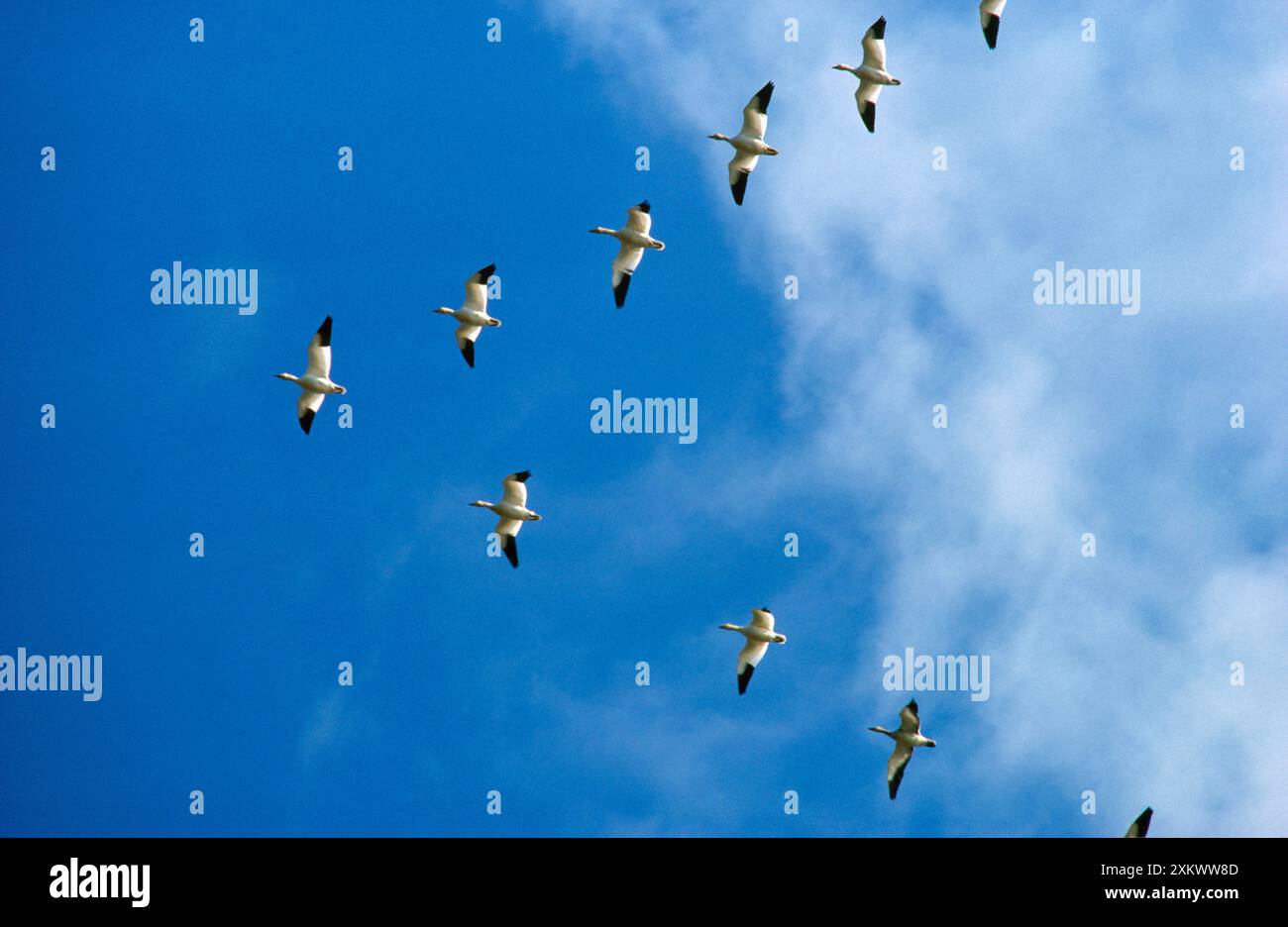 Flight of geese hi-res stock photography and images - Alamy